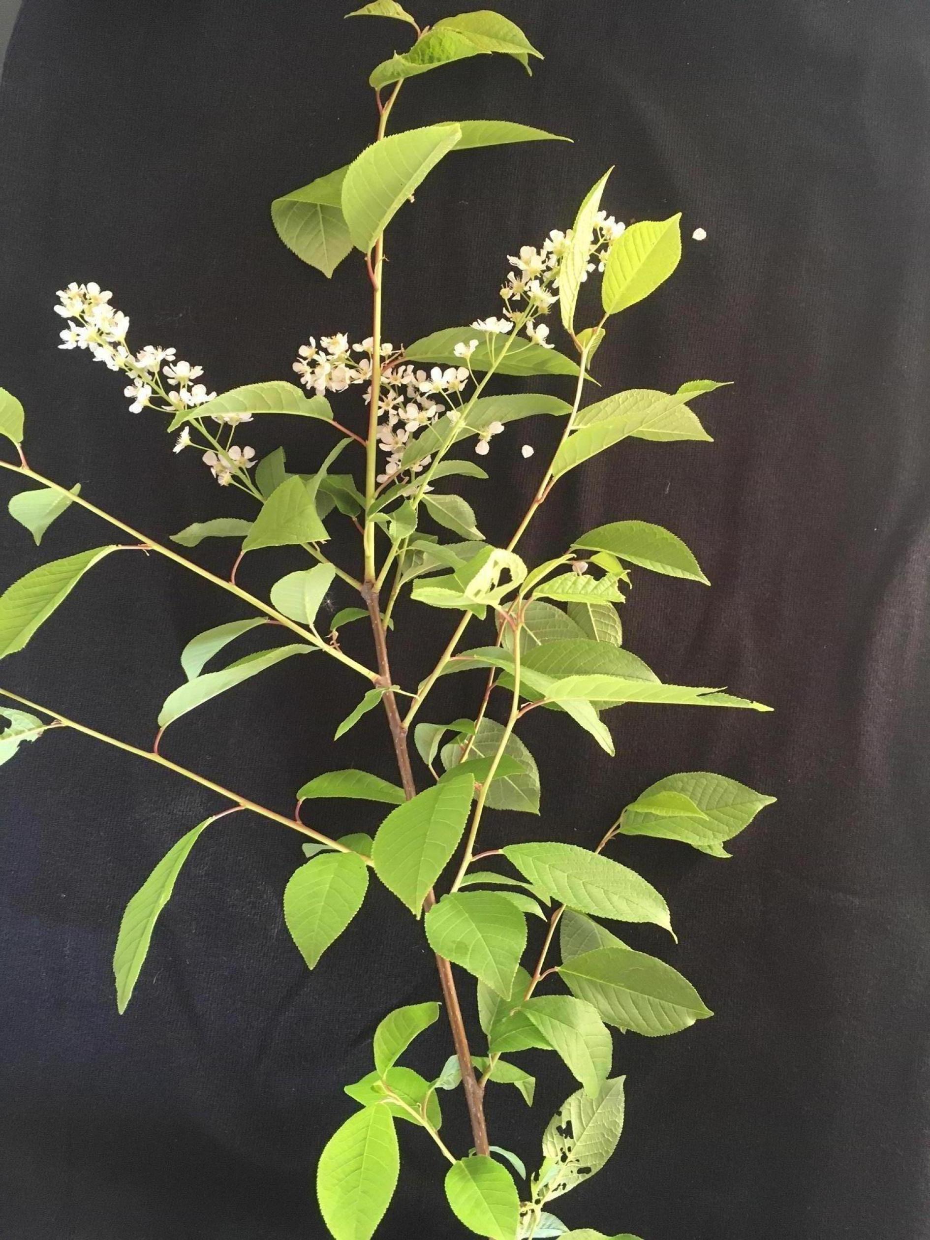 Fotos zur Baumbestimmung