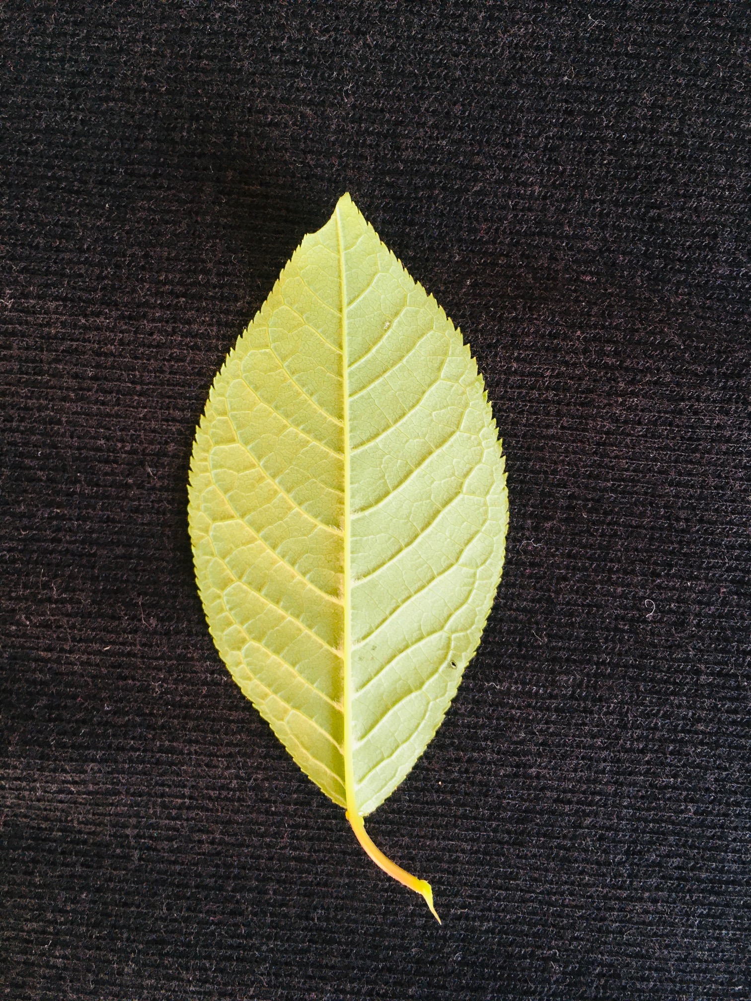 Fotos zur Baumbestimmung