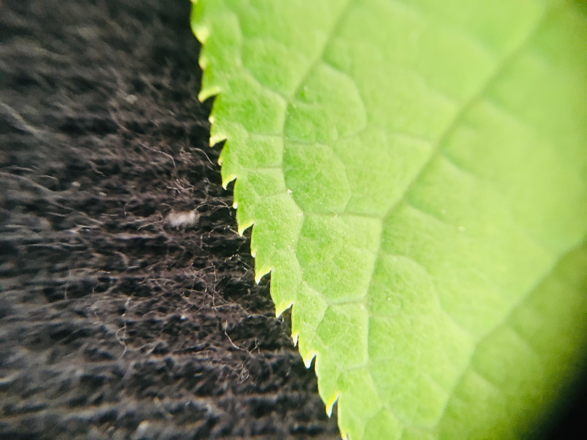 Fotos zur Baumbestimmung